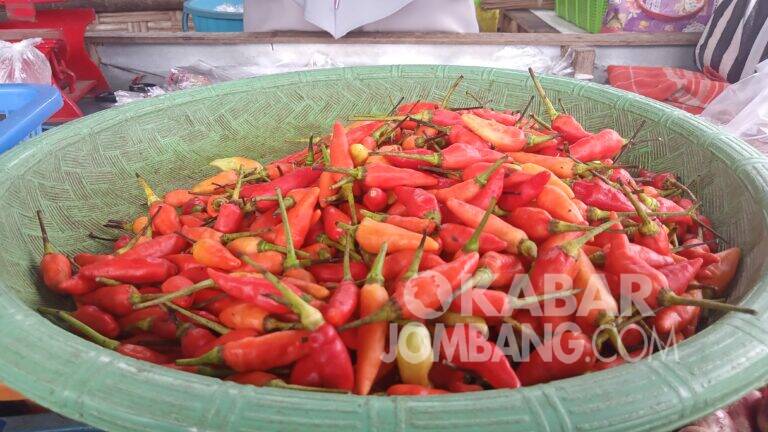 Cara Menanam Cabe Rawit di Rumah Sampai Panen | Kabar Jombang