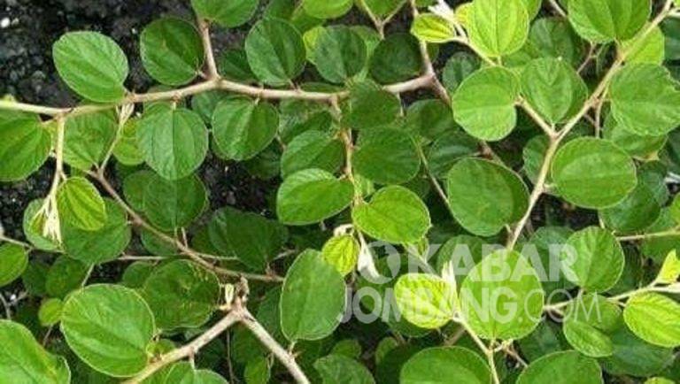 Daun Bidara, Inilah Manfaatnya untuk Kesehatan | Kabar Jombang