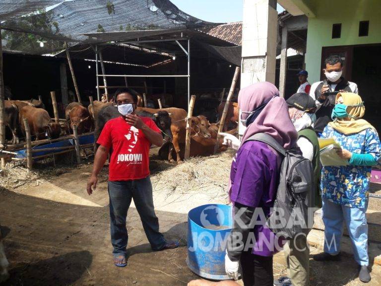 Antisipasi Wabah PMK, Peternakan Sapi di Jombang Bersihkan Kandang Dua ...