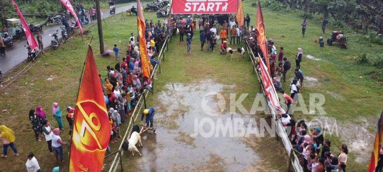 Karapan Kambing, Tradisi Unik Warga Wonosalam Jombang Beradu Balap Kambing | Kabar Jombang
