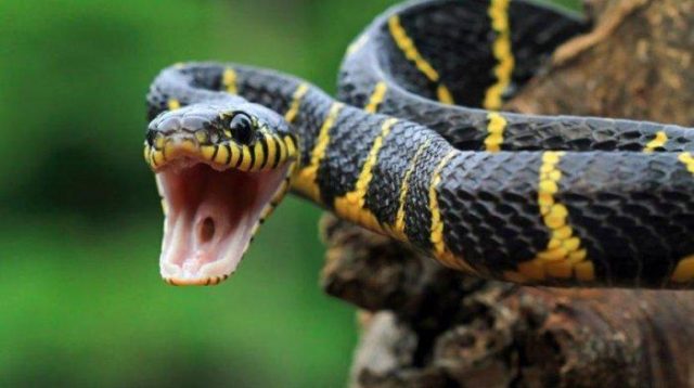 Mengintip Keluarga Pecinta Ular Piton di Jombang, Punya Koleksi Puluhan ...