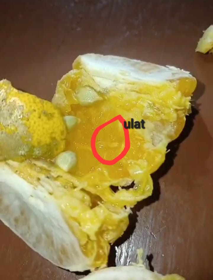 Terulang Lagi, Siswa Temukan Ulat dalam Buah yang Disajikan pada Menu MBG di Jombang | Kabar Jombang