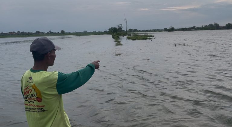 Banjir Rendam 17 Hektare Sawah di Ngusikan Jombang, Petani Terancam ...
