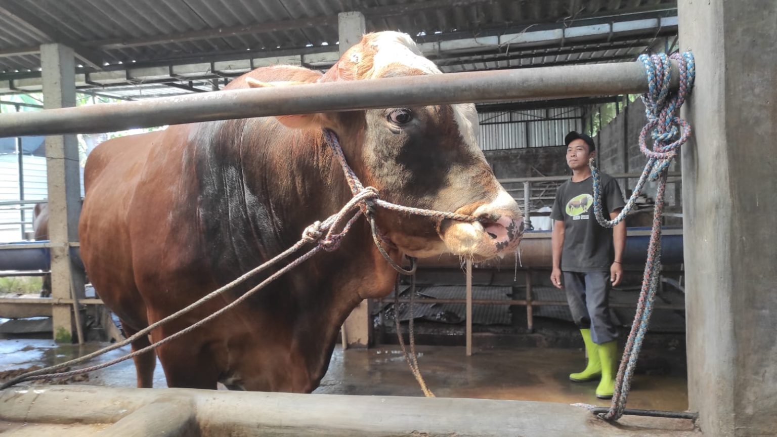 Ini Dia Sumber, Sapi Kurban Presiden Prabowo Seharga Rp100 Juta dari ...